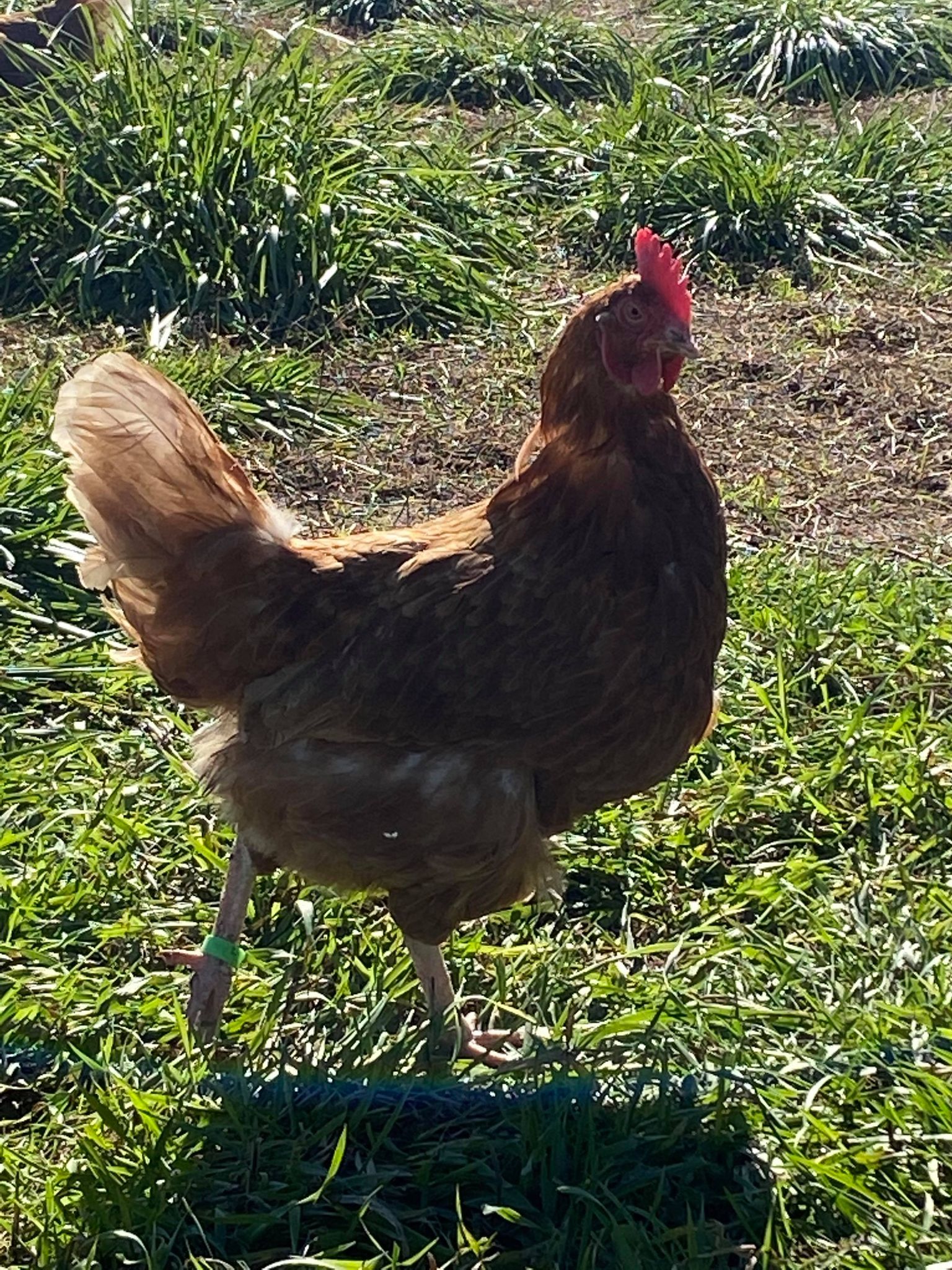 Pastured Chickens (Meat Birds) – Serenity Meadows PMA